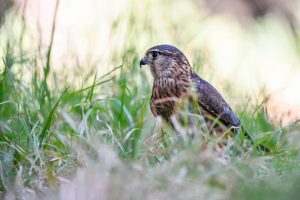 A kis sólyom (Falco columbarius) megjelenése, életmódja, szaporodása ⋆ ...