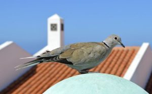 A balkáni gerle (Streptopelia decaocto) megjelenése, életmódja ...