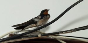 A füsti fecske (Hirundo rustica) megjelenése, életmódja, szaporodása ⋆ ...