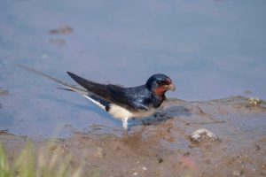 A füsti fecske (Hirundo rustica) megjelenése, életmódja, szaporodása ⋆ ...
