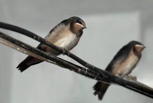 A füsti fecske (Hirundo rustica) megjelenése, életmódja, szaporodása ⋆ ...