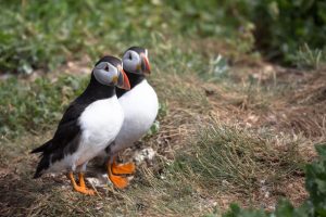 A lunda (Fratercula arctica) megjelenése, életmódja, szaporodása ⋆ ...