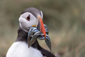 A lunda (Fratercula arctica) megjelenése, életmódja, szaporodása ⋆ ...