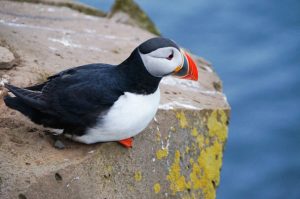 A lunda (Fratercula arctica) megjelenése, életmódja, szaporodása ⋆ ...