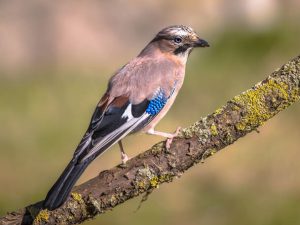 A szajkó (Garrulus glandarius) megjelenése, életmódja, szaporodása ⋆ ...